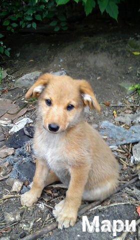 Щенки в добрые руки