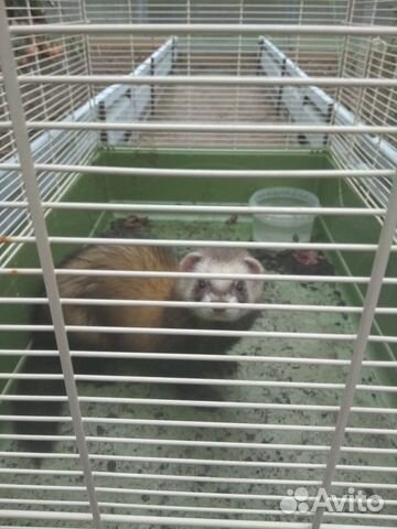 Отдаю хорька