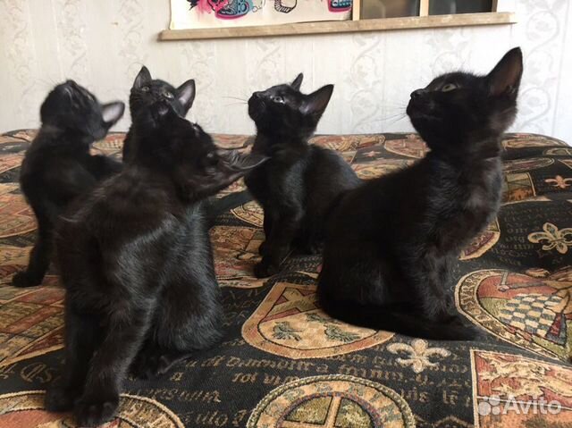 Котята чёрные (бомбейская - корниш рекс)