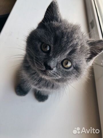 Британский котёнок