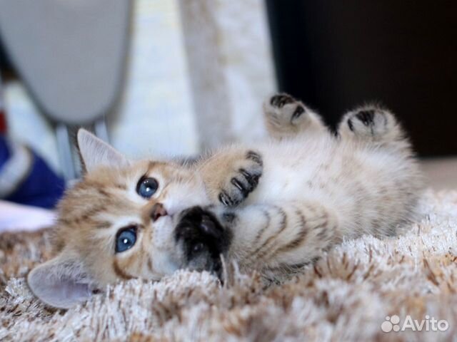 Роскошный золотой котик скоттиш страйт Пикачу