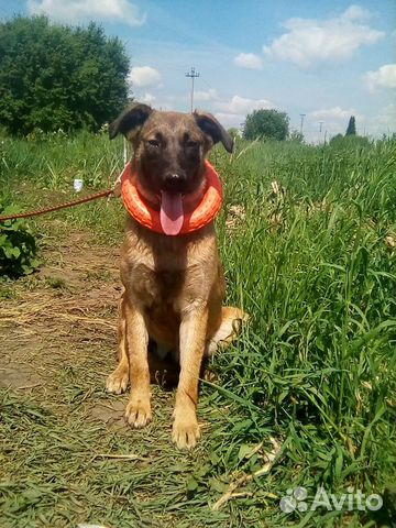 Рамона очень ждет своих хозяев