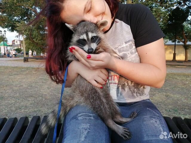 Малыш енотик