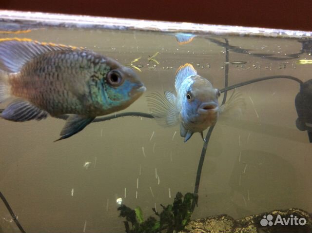 Наннакары (нанокары) Электрик Блю -пара