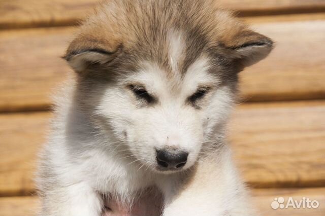 Маламуты с документами