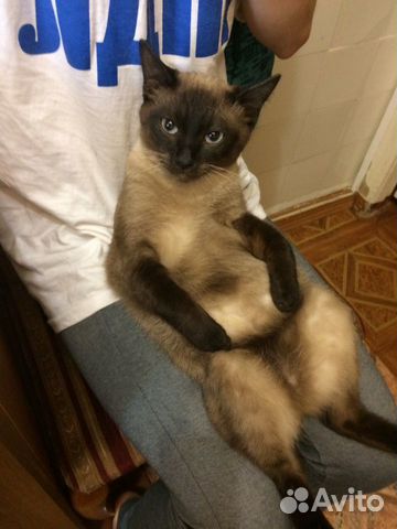 Тайский кот