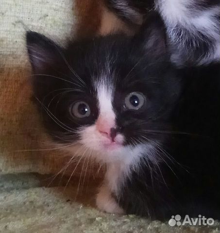 Малыш Лукас