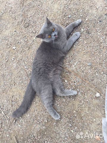 Отдам британскую кошку