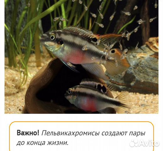 Сложившаяся пара пельвикахромис пульхер