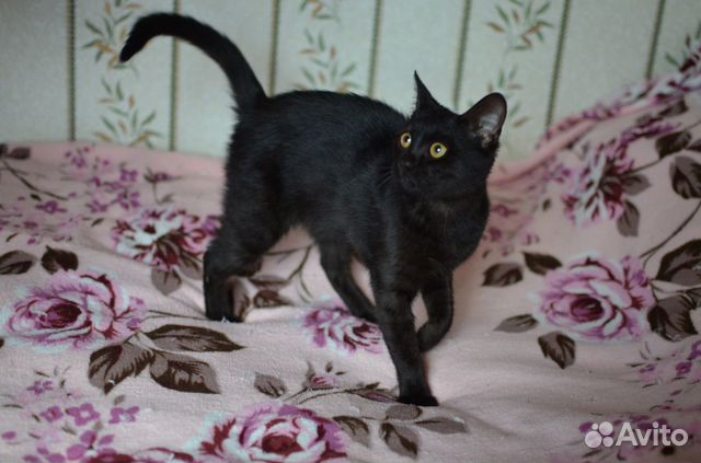 Стерилизованная маленькая черная пантера (котено