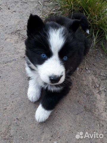 Щенки лайки