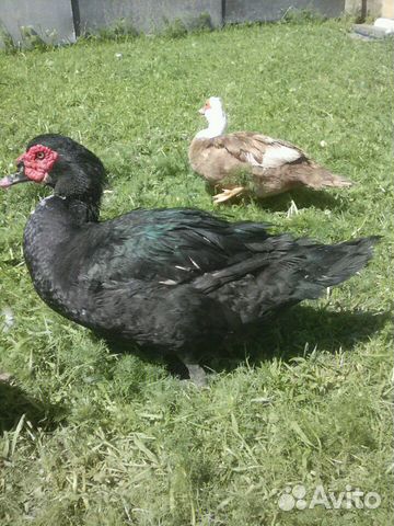 Утки и селезень мускусные