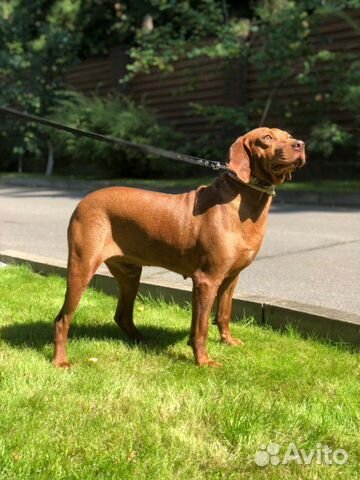 Забавный парень в добрые руки