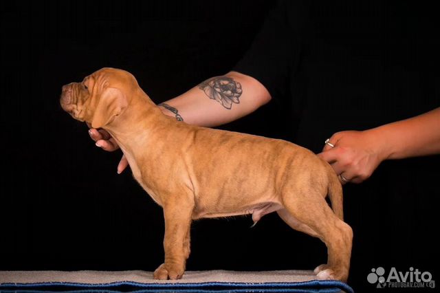 Щенки американского пит-бультерьера