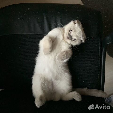 Шотландская вислоухая кошечка Алиса