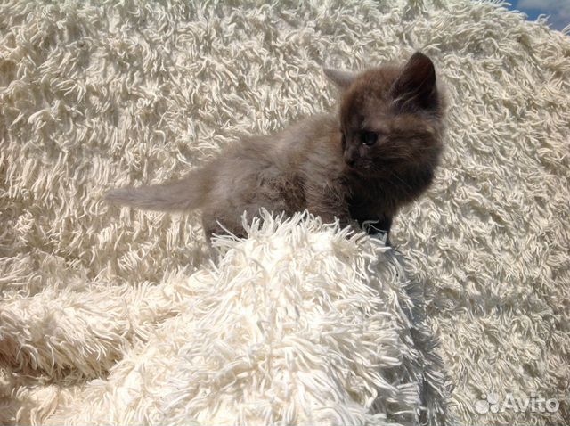 2 месячные игривые котятки в добрые руки