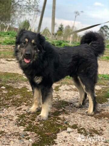 Пёс Малыш в добрые руки