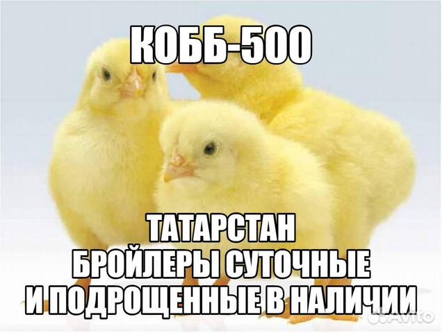 Цыплята бройлер кооб-500