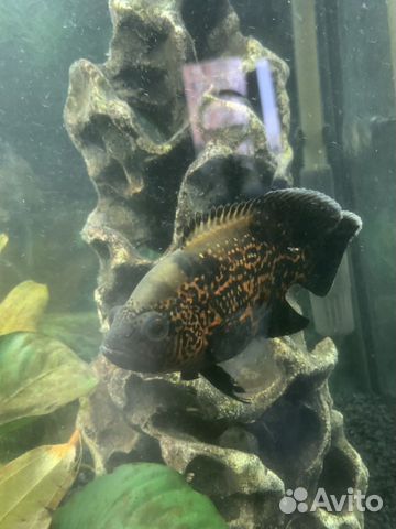 Астронотус глазчатый