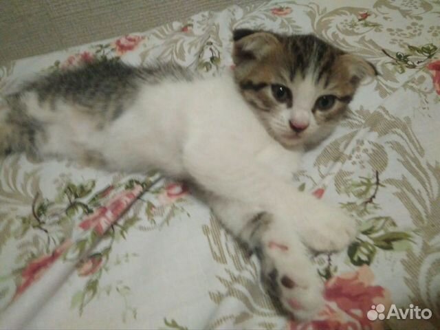 Вислоухие котята