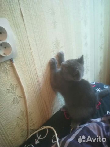 Полубританец