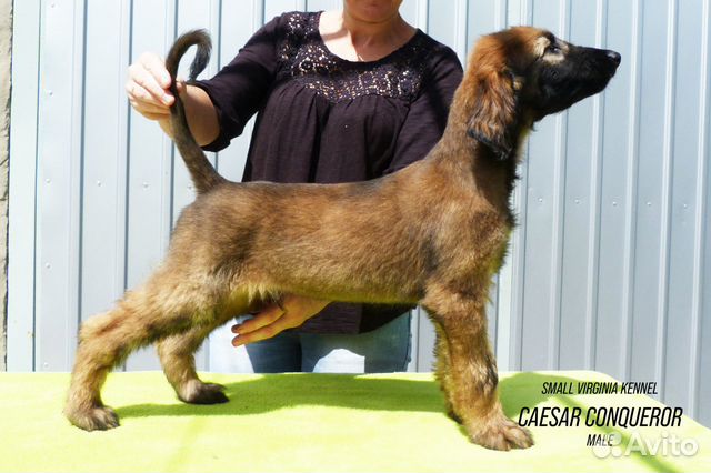 Щенок афганской борзой caesar conqueror