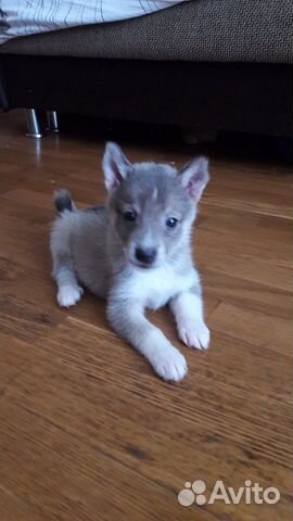 Продам щенков западно-сибирской лайки