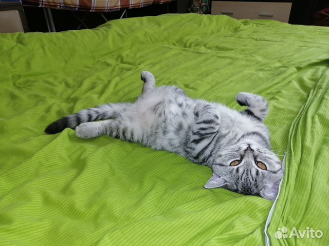 Кошечка в добрые руки