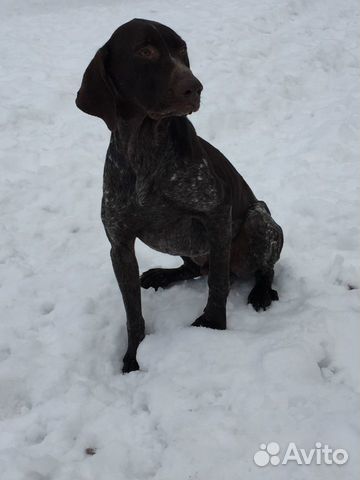 Курцхаар ищет невесту