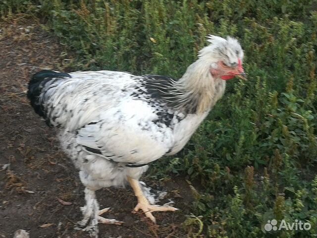 Куры породы брама, кохинхин