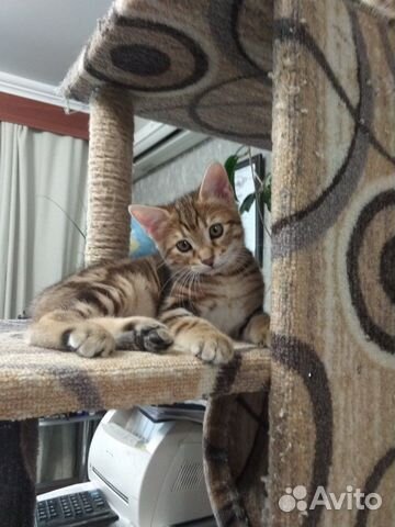 Супер котик породы Курильский бобтейл