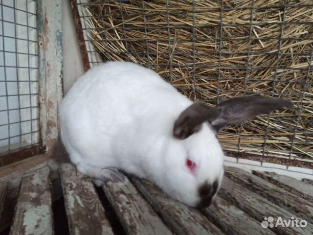 Кролик Самец Калифорния