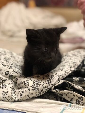 Отдам котёнка в добрые руки