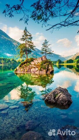 Голштинские Бычки