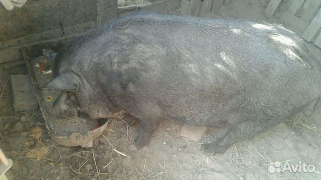 Вьетнамский хряк