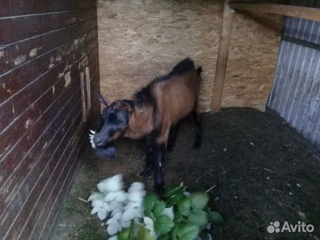 Чешский козёл