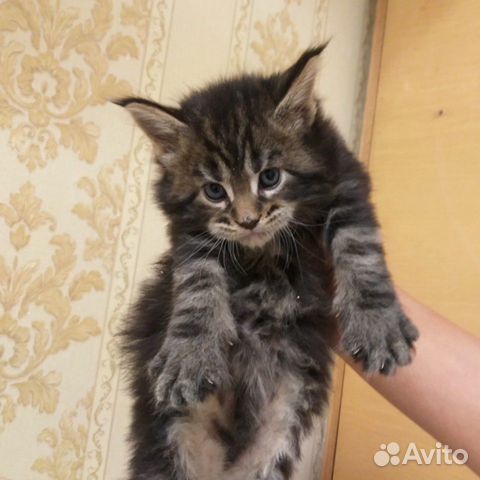 Мейнкун американец лесного окраса