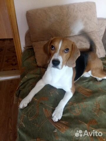 Отдам в добрые руки щенка Бигль