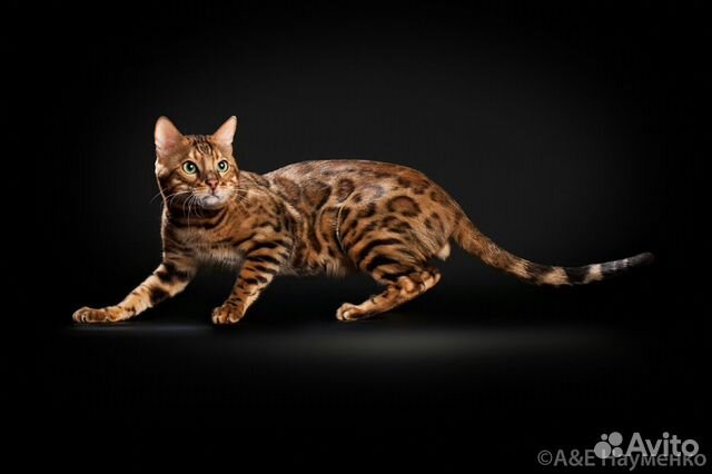 Бенгальские котята с документами