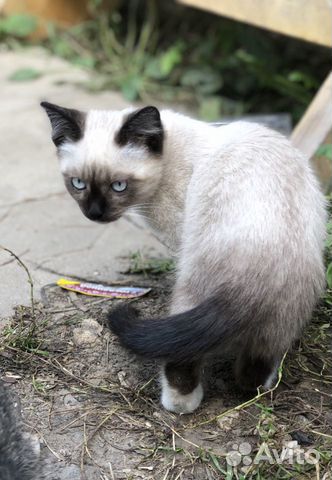 Сиамчик- мальчик в добрые руки