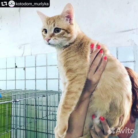 Котик Гарфилд в добрые руки