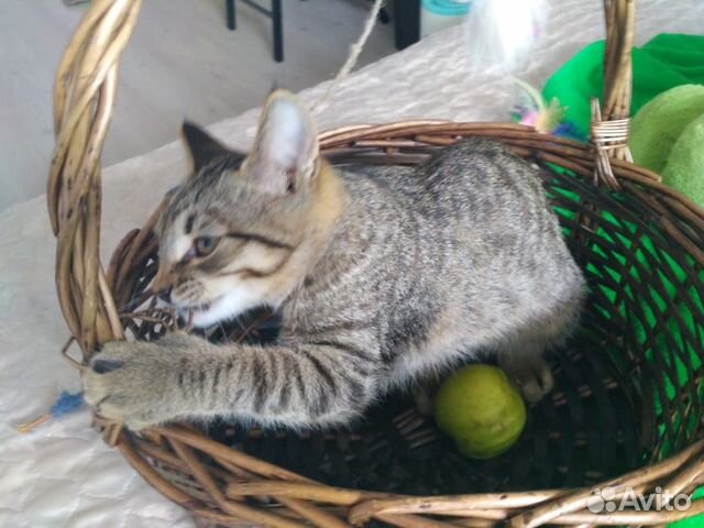 Сладкий котёнок