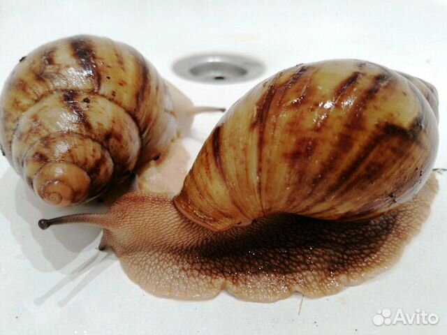 Улитки архахатина овум отдам