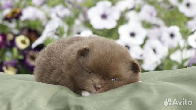 Шпицули Вкусняшки - шоколадки