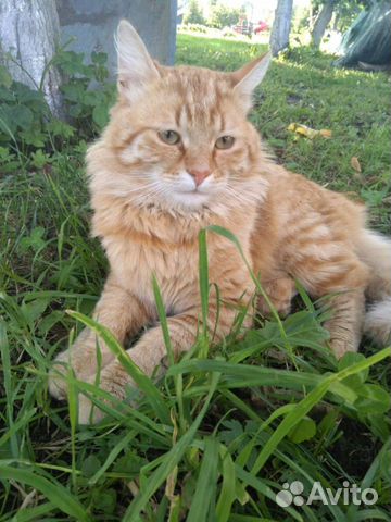 Ласковый и умный Рыжик в добрые руки)