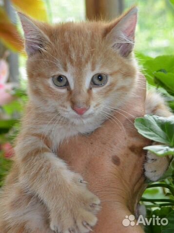 Котенок Лексус 6 месяцев