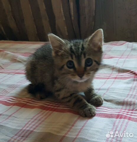 Котенок,малыш,2мес,ищет дом