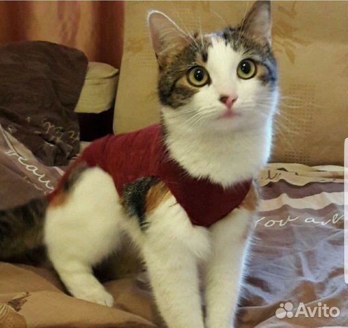 Ласковая кошечка Тося ищет дом