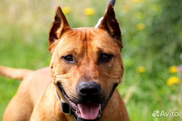 Рыжуля Винтер в дар