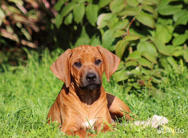 Восхитительный щенок Родезийского риджбека